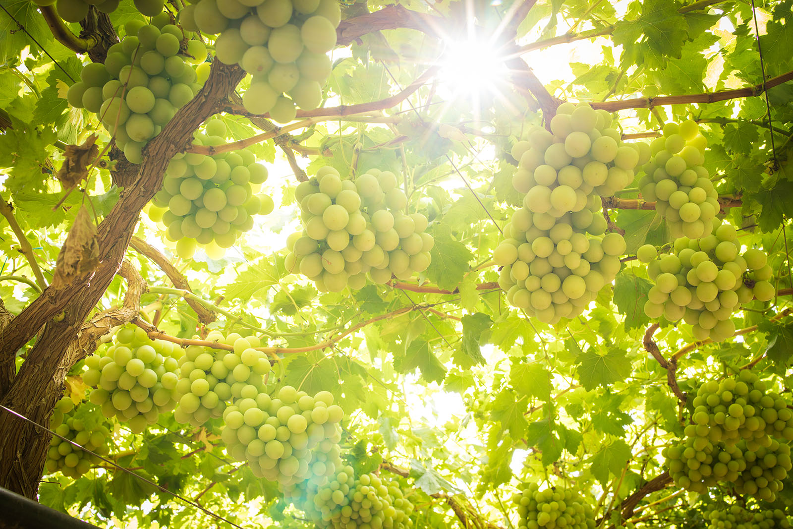 Home - Le Roux Group